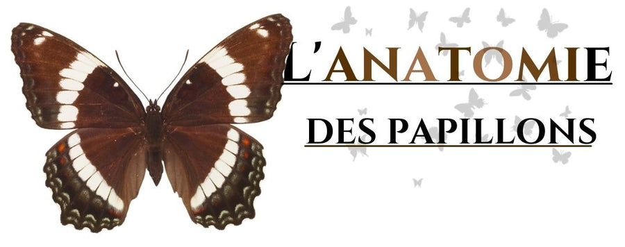 L'anatomie des Papillons