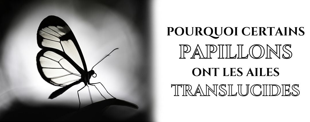 Pourquoi certains papillons sont-ils translucides