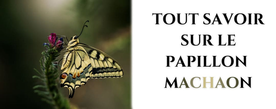 Le papillon machaon : l'emblématique grand porte-queue