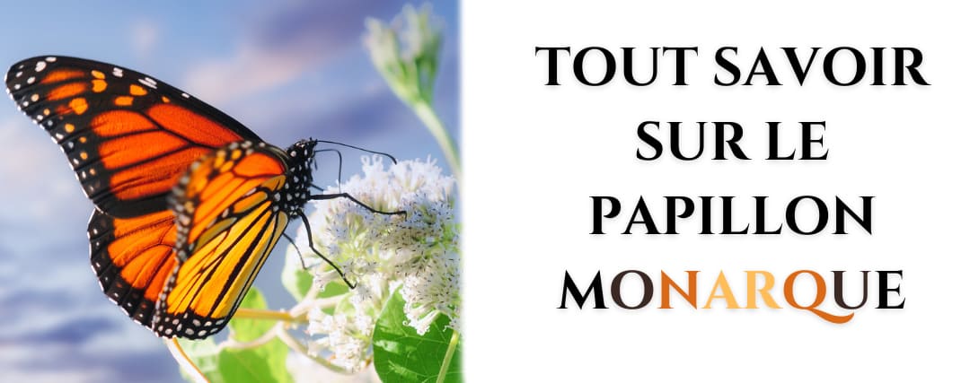 Le papillon monarque : un majestueux migrateur