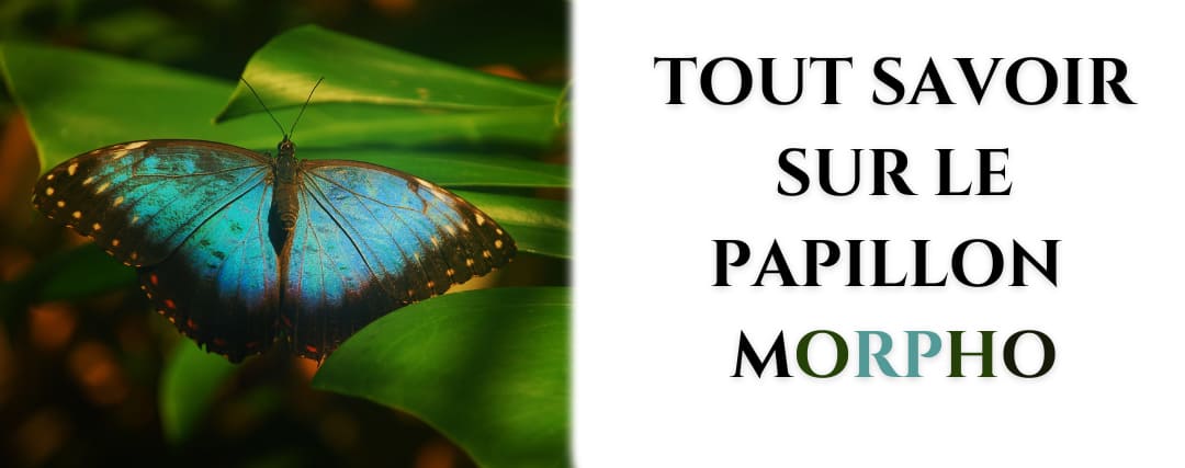 Le papillon morpho : une merveille d'un bleu iridescent
