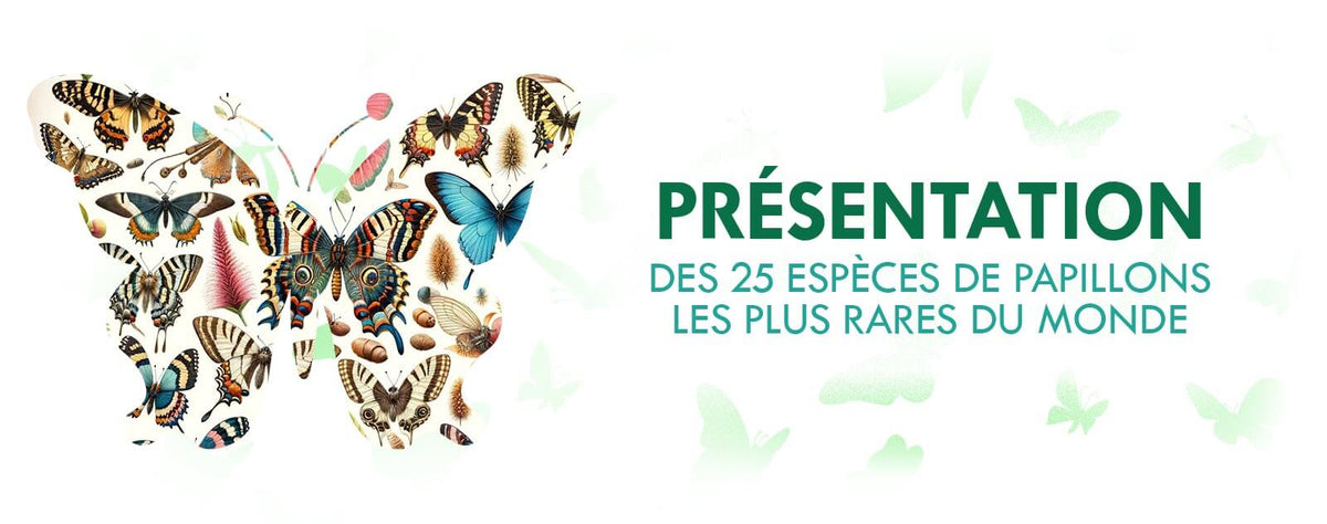 Présentation des 25 Espèces de Papillons les Plus Rares du Monde
