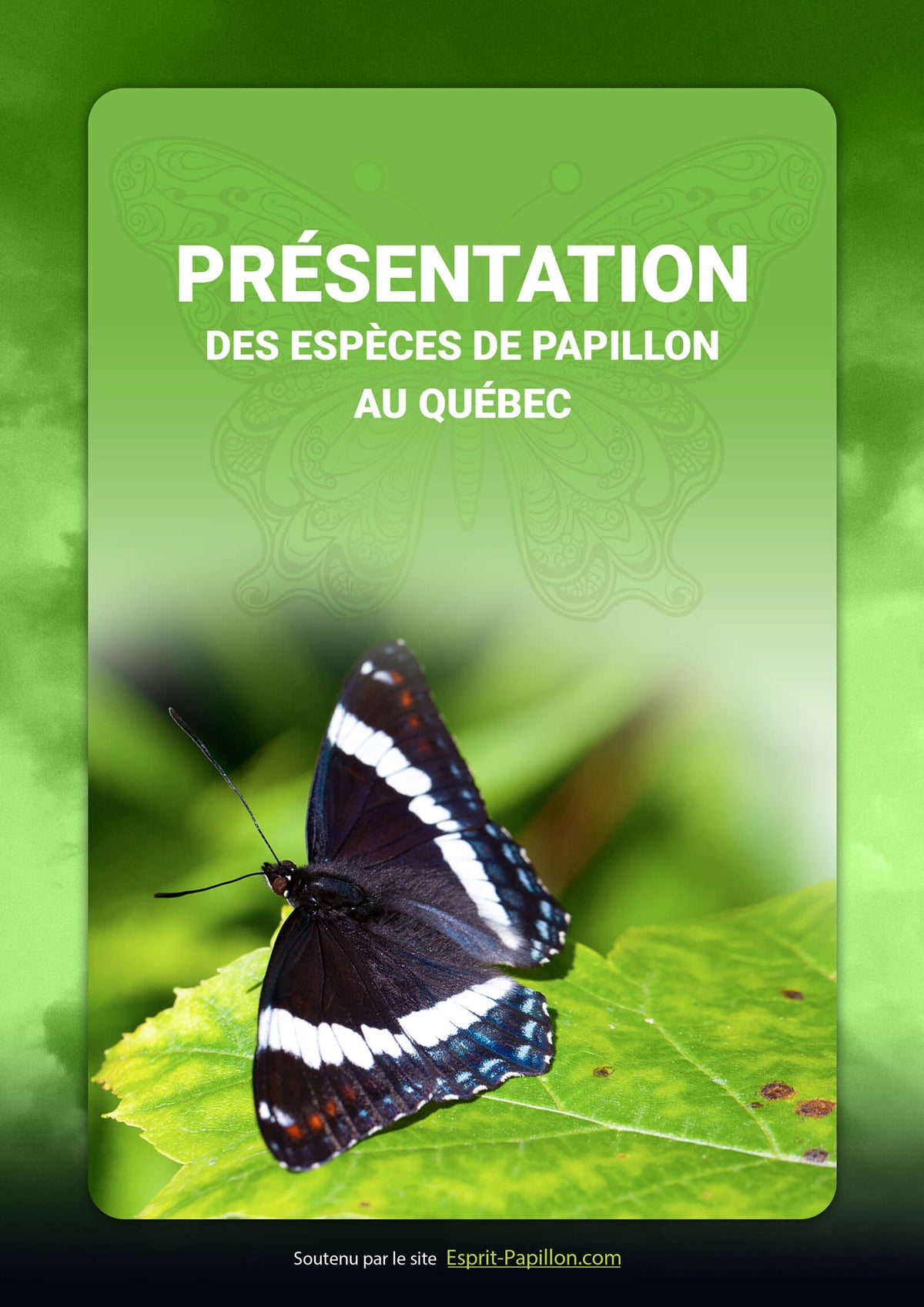 Livre Papillon Québec : Présentation des Espèces de Papillon au Québec